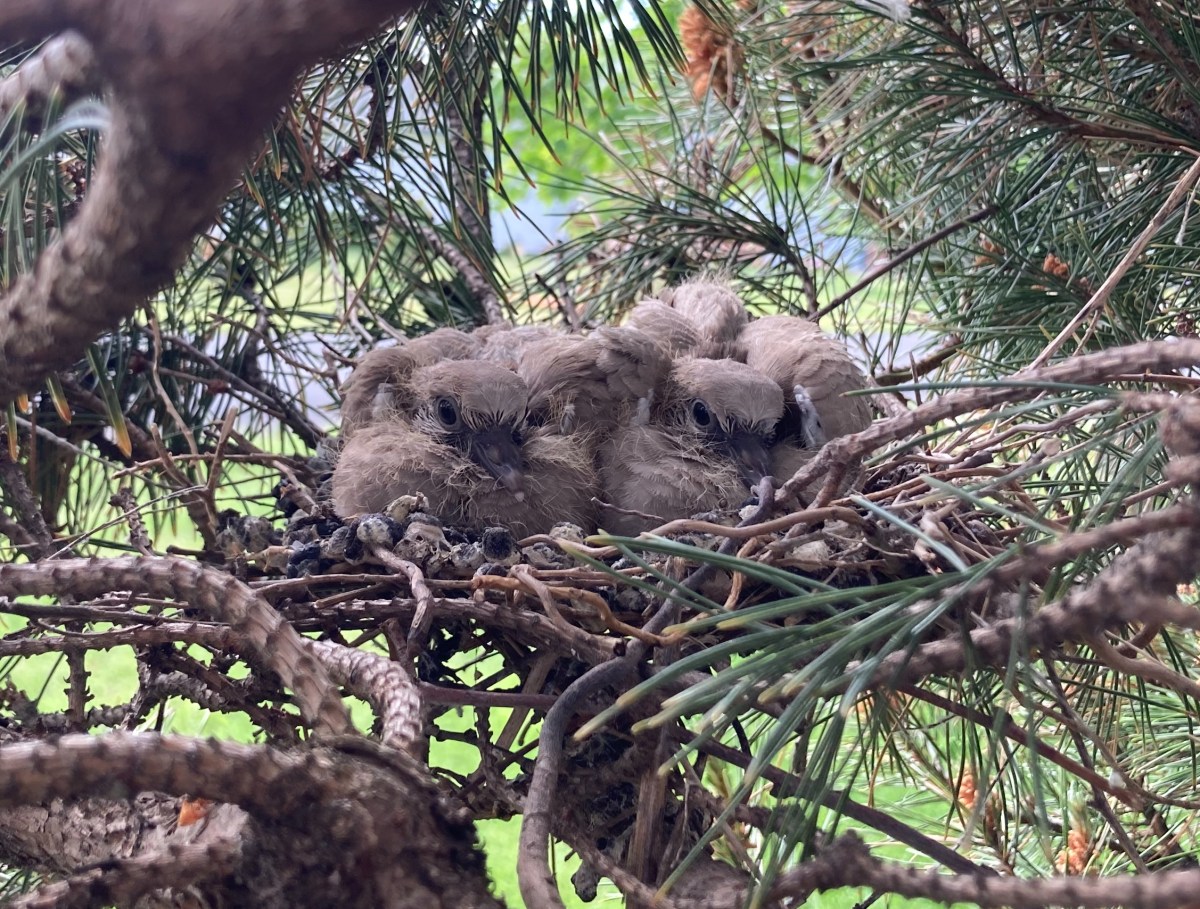 Brave Birds | My Favorite Subject