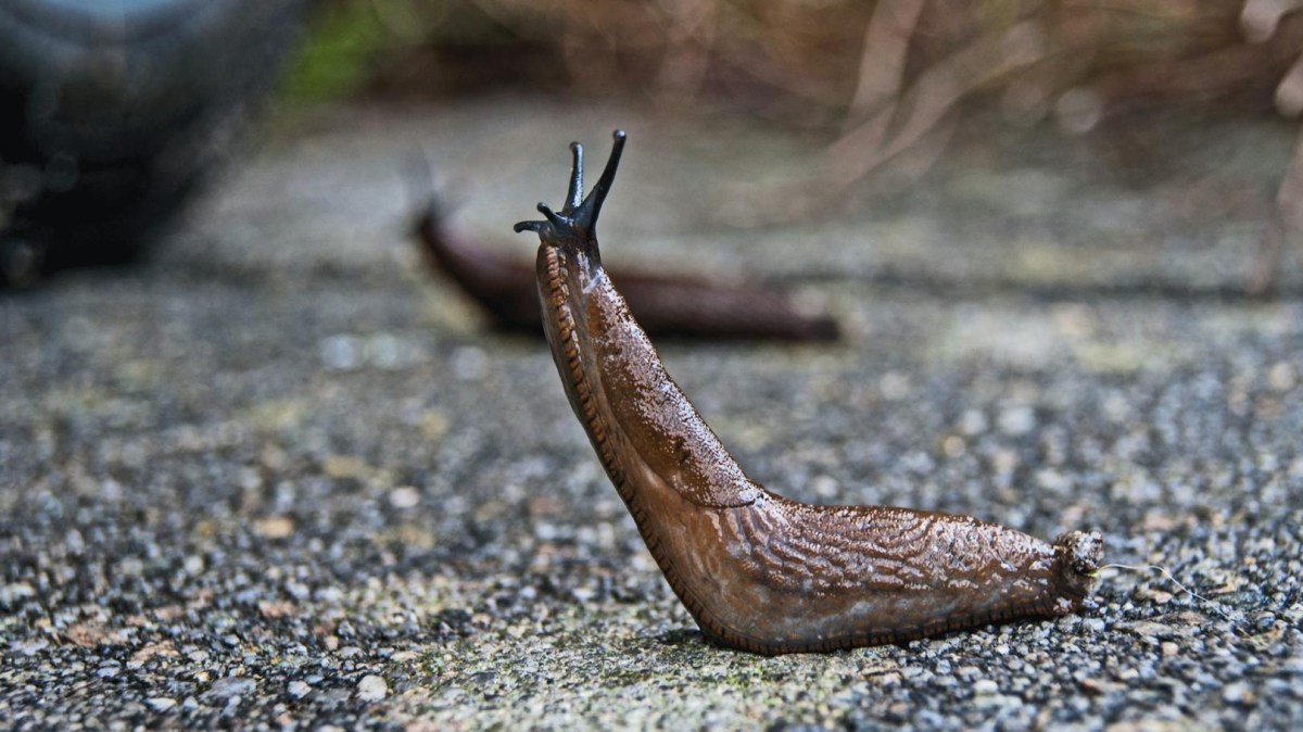Slugs | My Favorite Subject